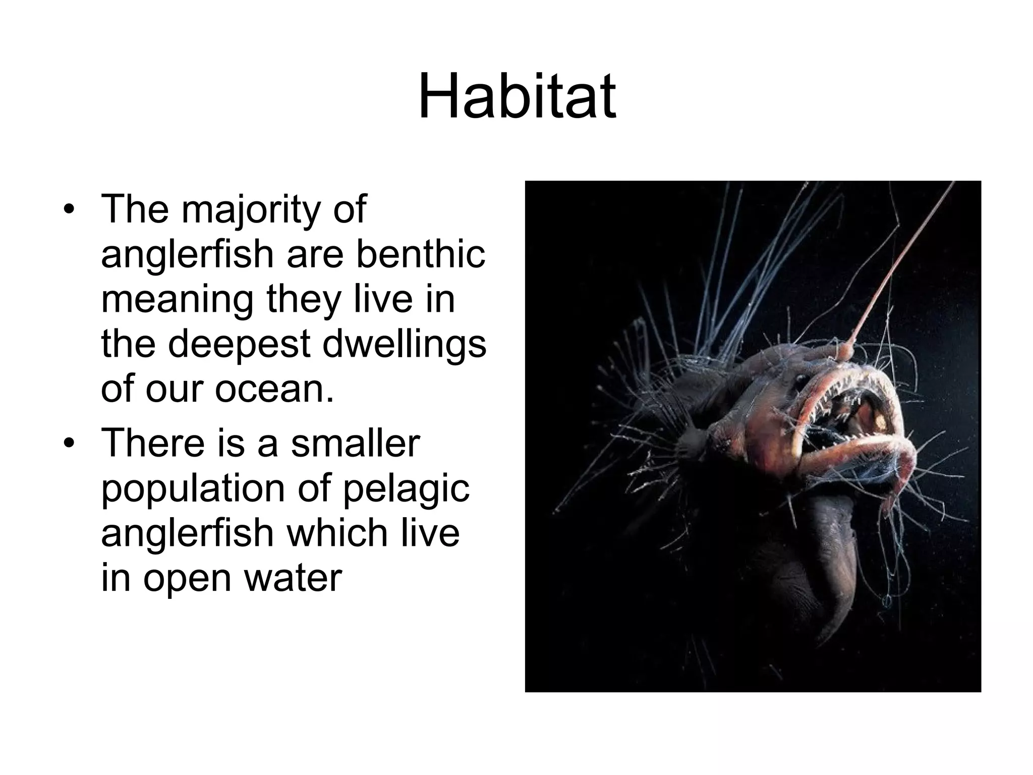 The mysterious adventures and life of the anglerfish | PPT