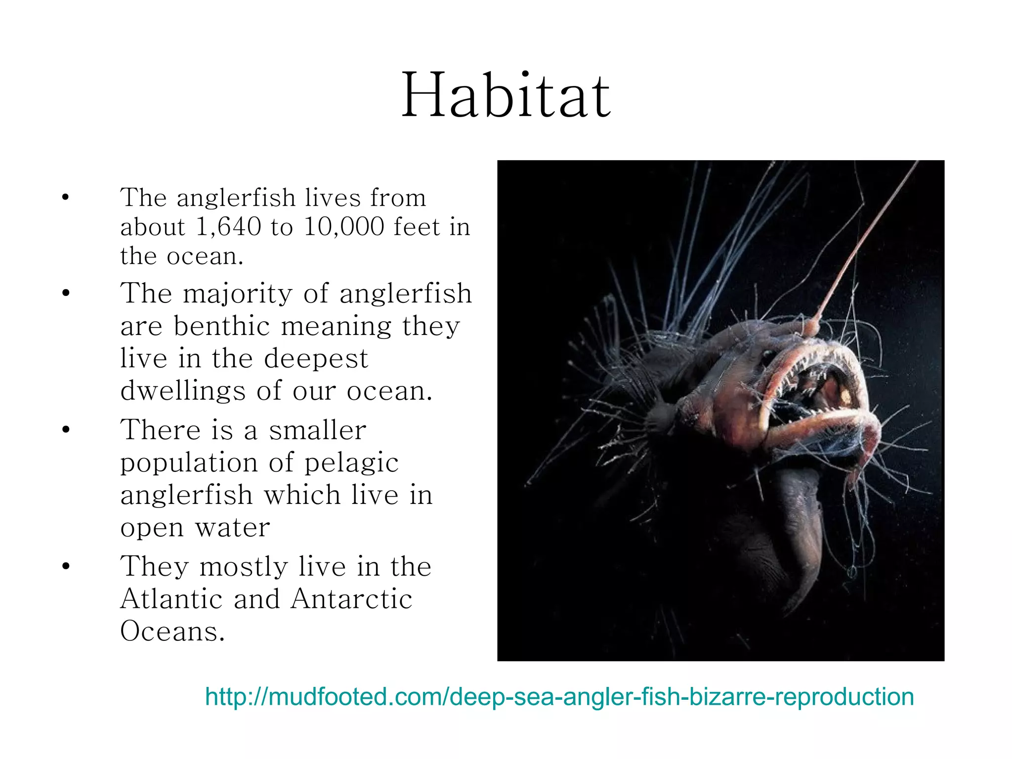 The mysterious adventures and life of the anglerfish (complete) | PPT