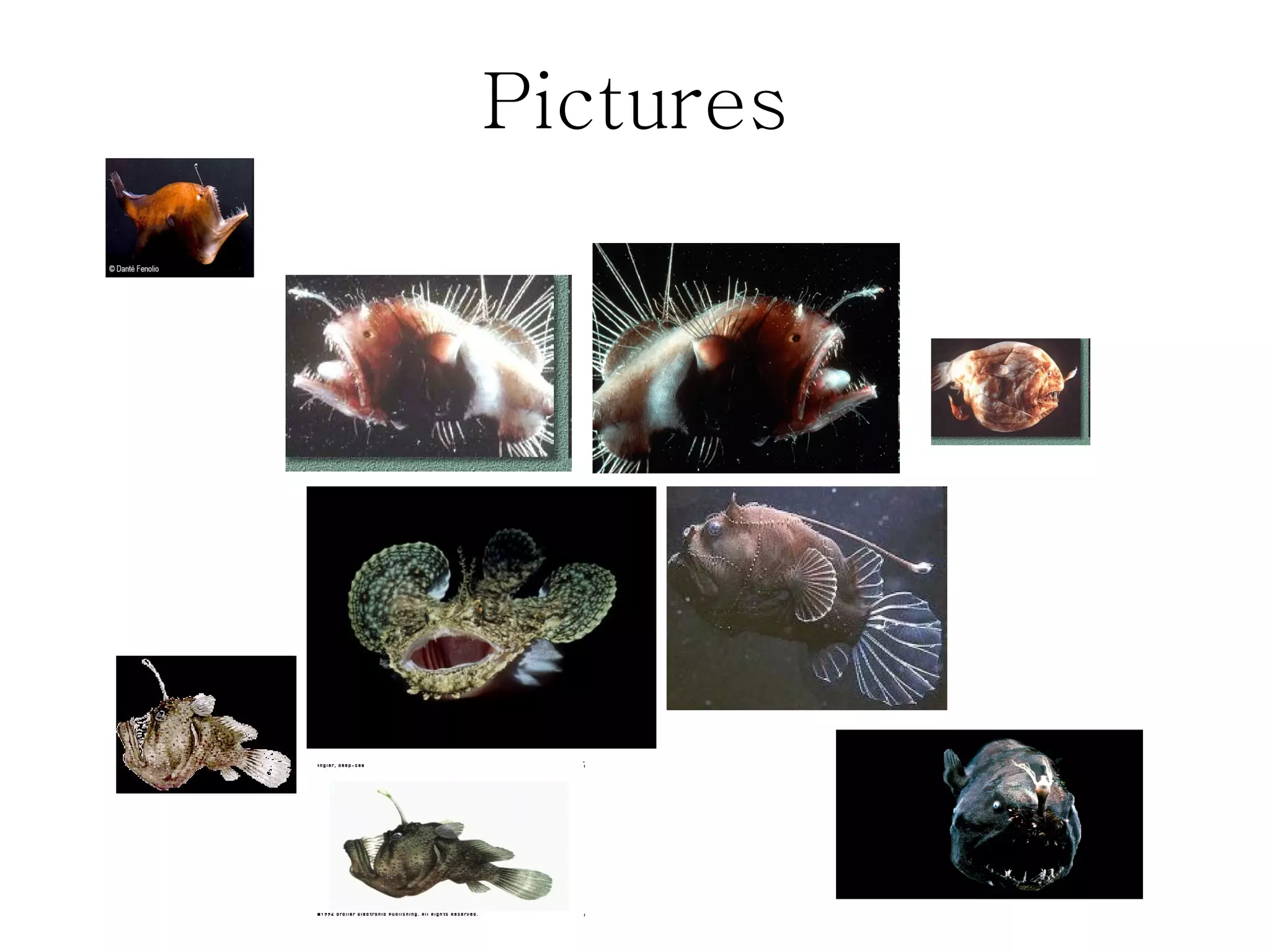The mysterious adventures and life of the anglerfish (complete) | PPT
