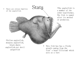 The mysterious adventures and life of the anglerfish (complete) | PPT