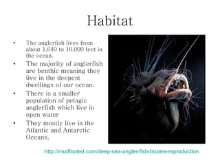 The mysterious adventures and life of the anglerfish (complete) | PPT ...