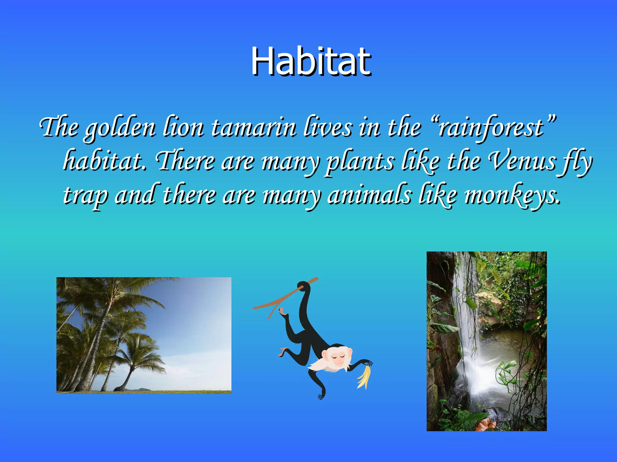 The mysterious golden lion tamarin | PPT