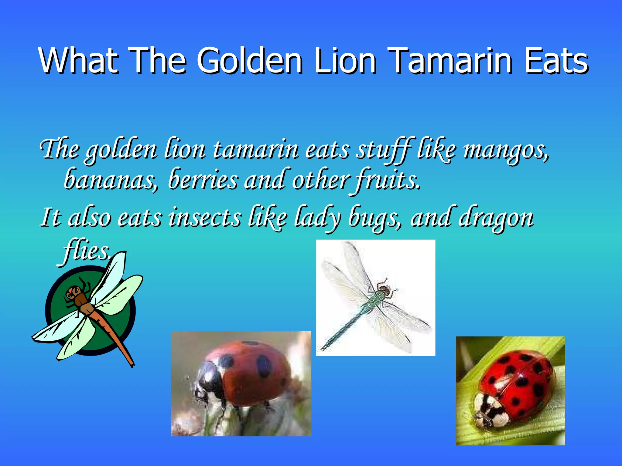 The mysterious golden lion tamarin | PPT
