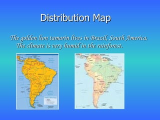The mysterious golden lion tamarin | PPT