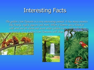 The mysterious golden lion tamarin | PPT
