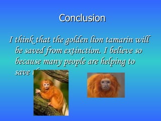The mysterious golden lion tamarin | PPT