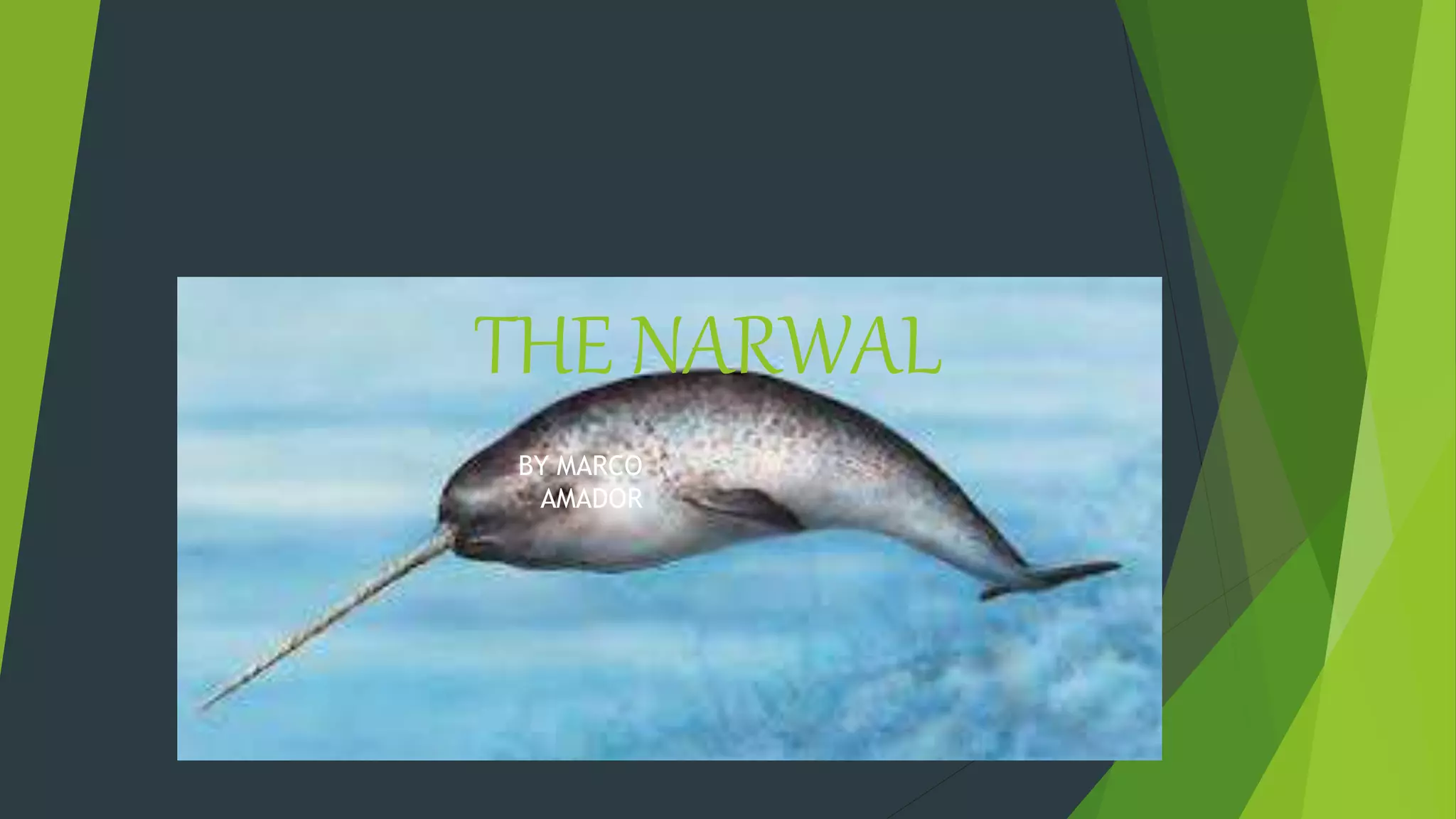 The narwal | PPTX