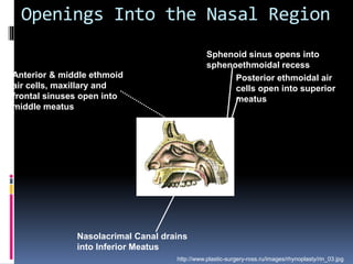 Anatomy of the nasal cavity in simplified form | PPT