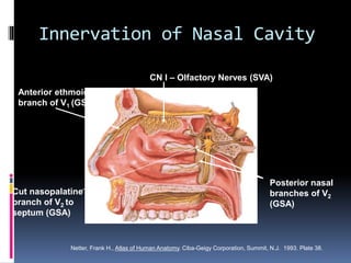 Anatomy of the nasal cavity in simplified form | PPT