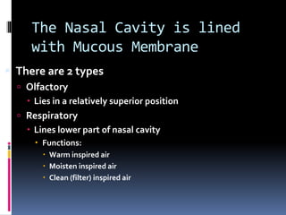 Anatomy of the nasal cavity in simplified form | PPT