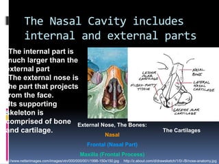 Anatomy of the nasal cavity in simplified form | PPT