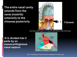 Anatomy of the nasal cavity in simplified form | PPT