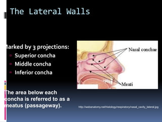 Anatomy of the nasal cavity in simplified form | PPT