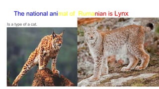 The national animal of romania | PPTX