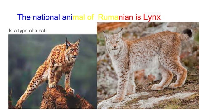 The national animal of romania | PPTX | Europe Travel | Travel Locations