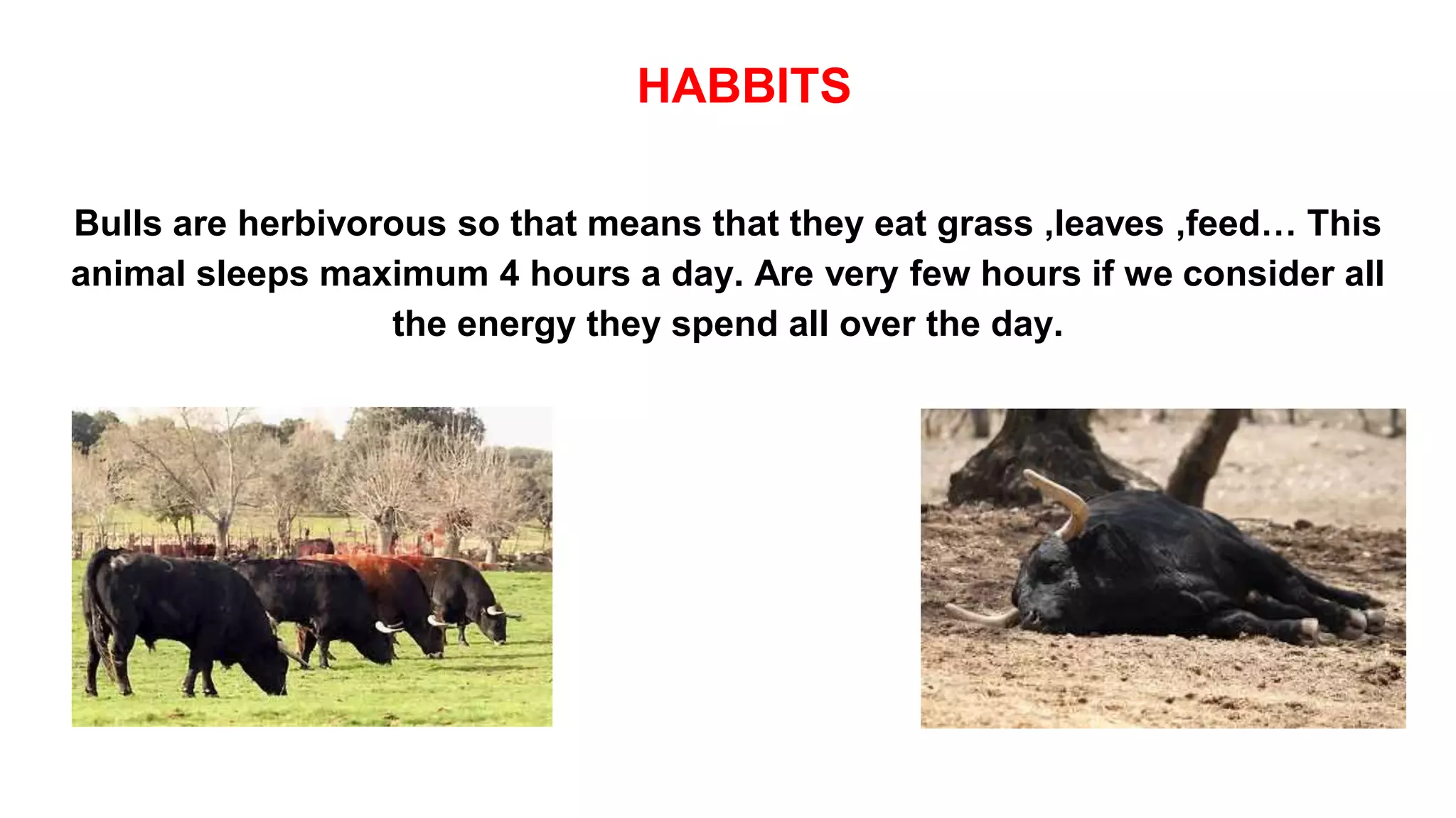 The national animal of spain | PPTX