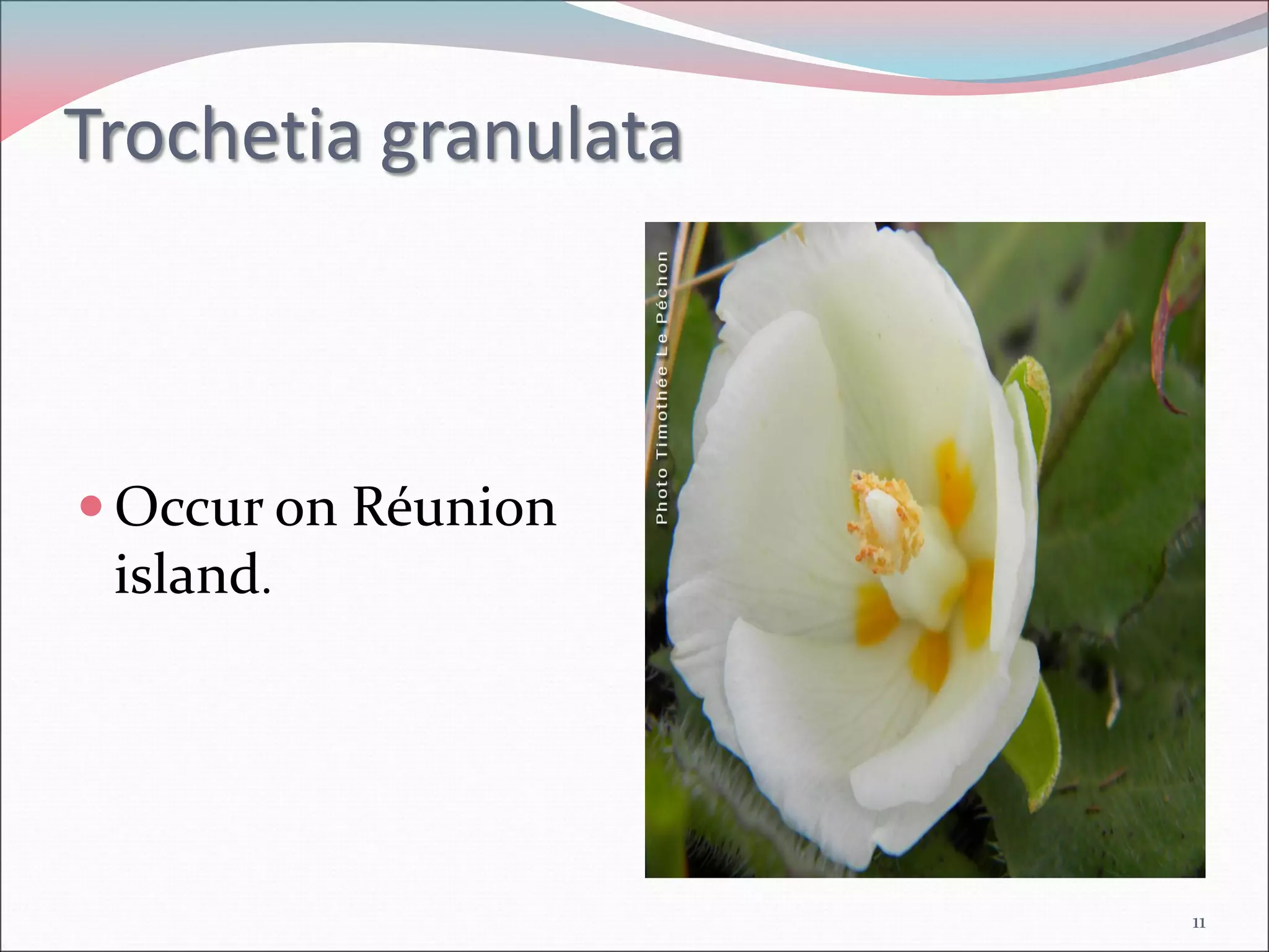 The national flower of mauritius | PDF