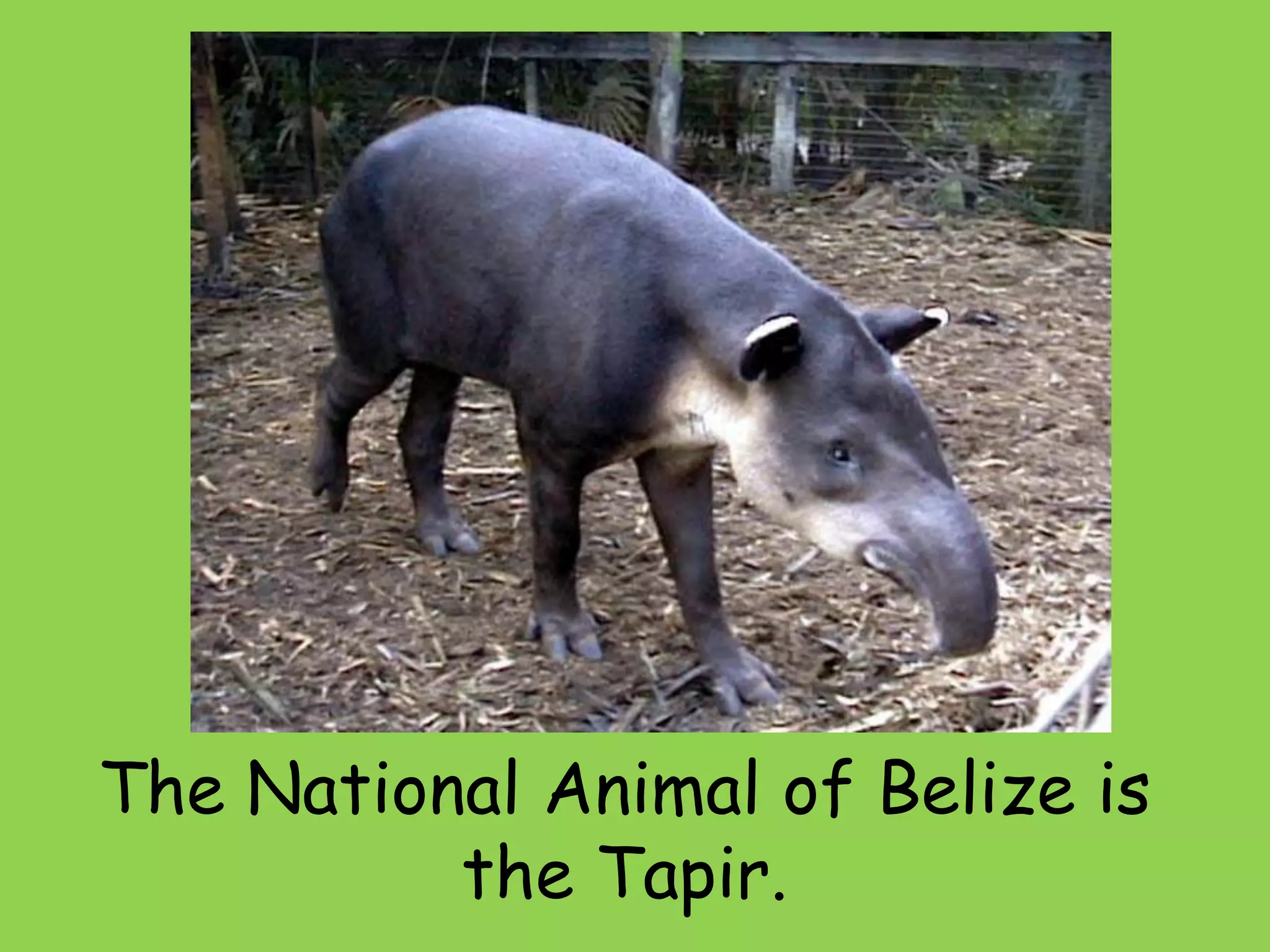 The National Symbols of Belize | PPTX