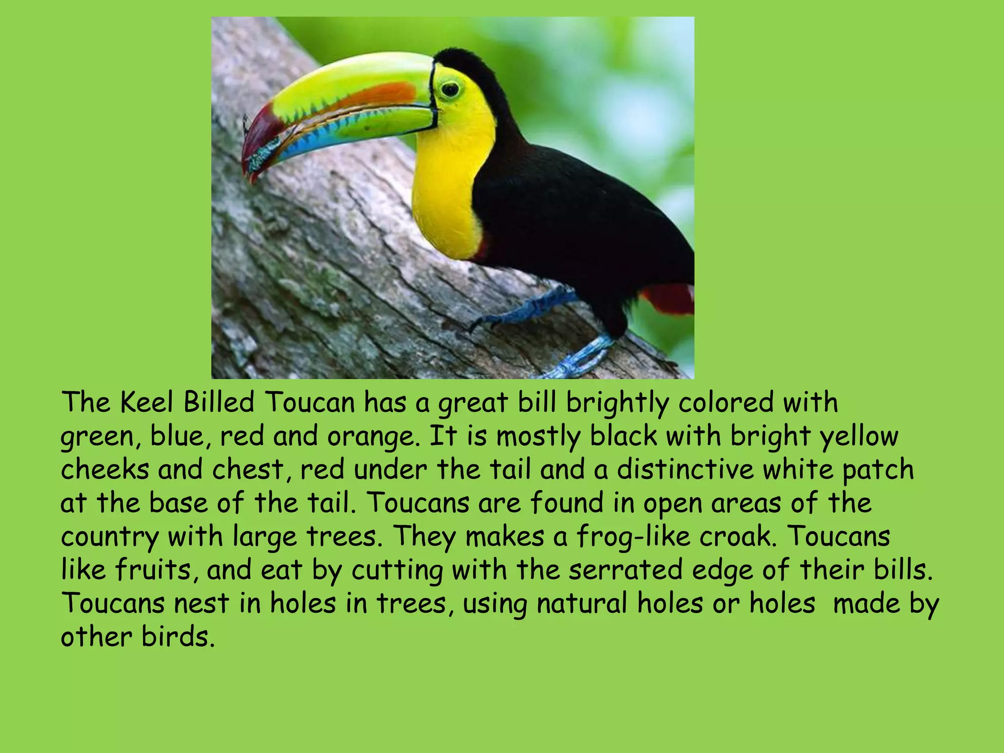 The National Symbols of Belize | PPTX