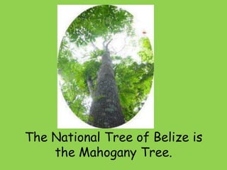 The National Symbols of Belize | PPTX