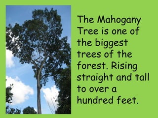 The National Symbols of Belize | PPTX