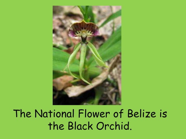 The National Symbols of Belize