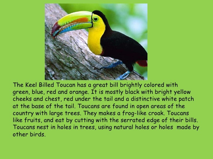 The national symbols of belize