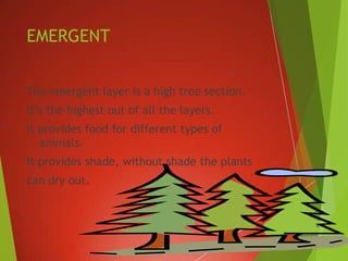 The native bush | PPT