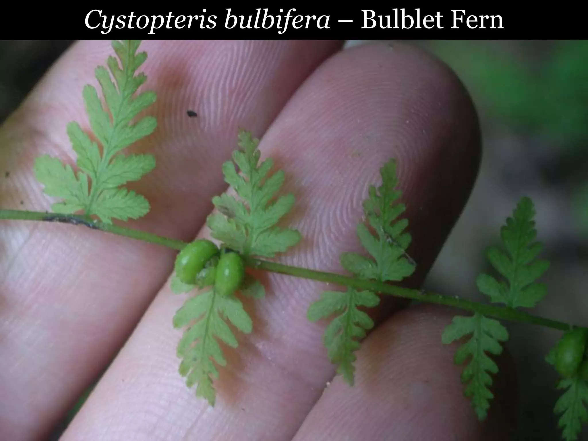 The native wild ferns of southern illinois | PPTX