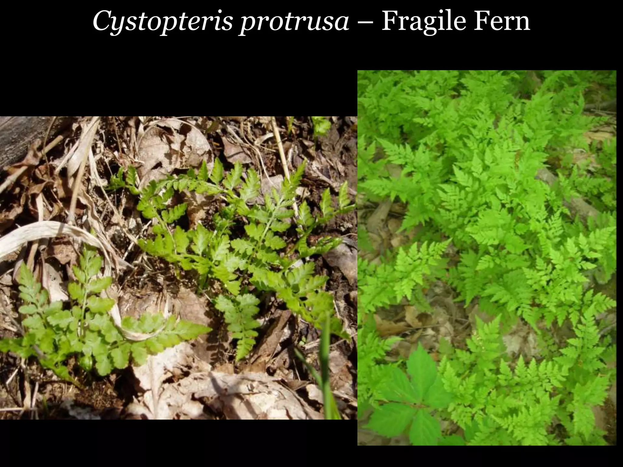 The native wild ferns of southern illinois | PPTX