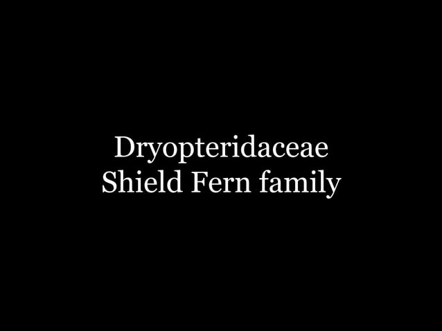 The native wild ferns of southern illinois | PPT