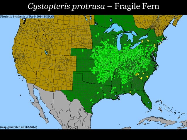 The native wild ferns of southern illinois | PPT