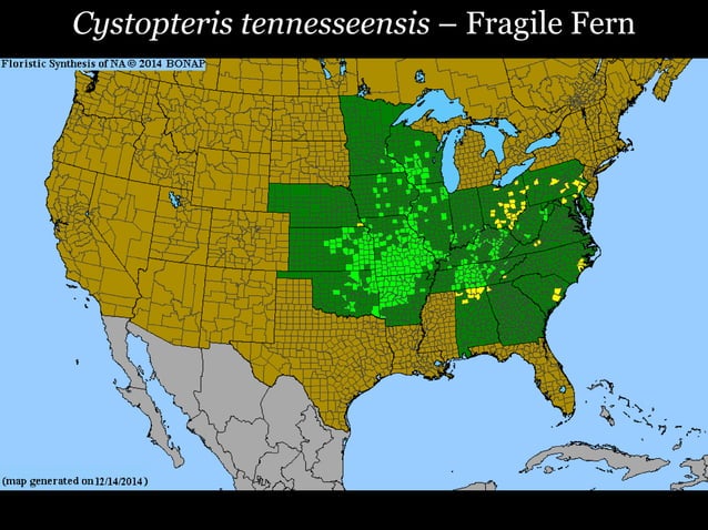 The native wild ferns of southern illinois | PPT