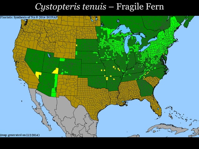 The native wild ferns of southern illinois | PPT