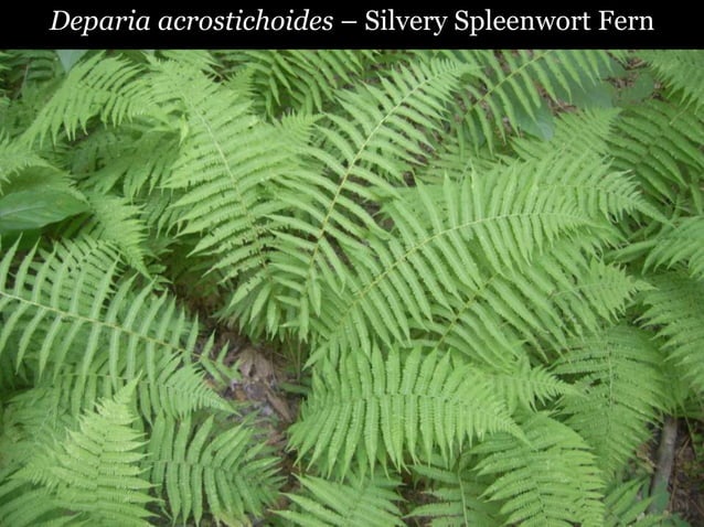 The native wild ferns of southern illinois | PPT