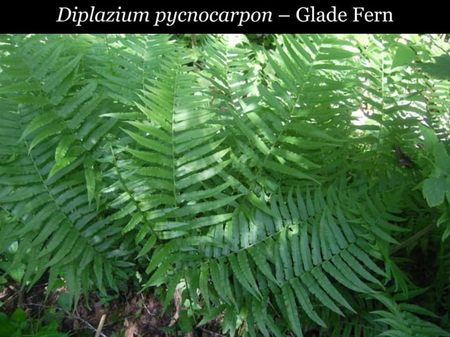 The native wild ferns of southern illinois | PPT