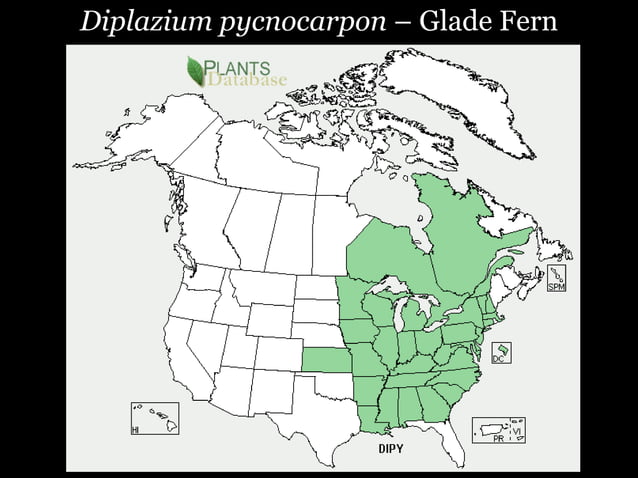 The native wild ferns of southern illinois | PPT