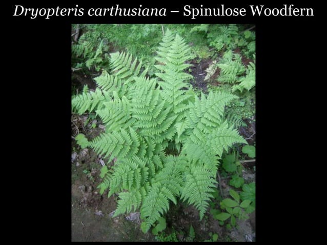 The native wild ferns of southern illinois | PPT