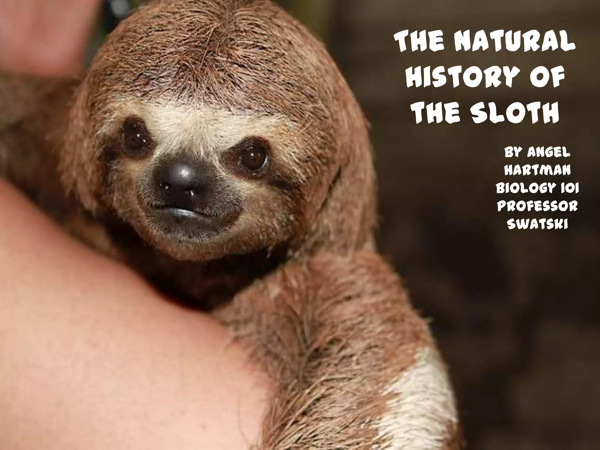 The Natural History of the Sloth | PPTX