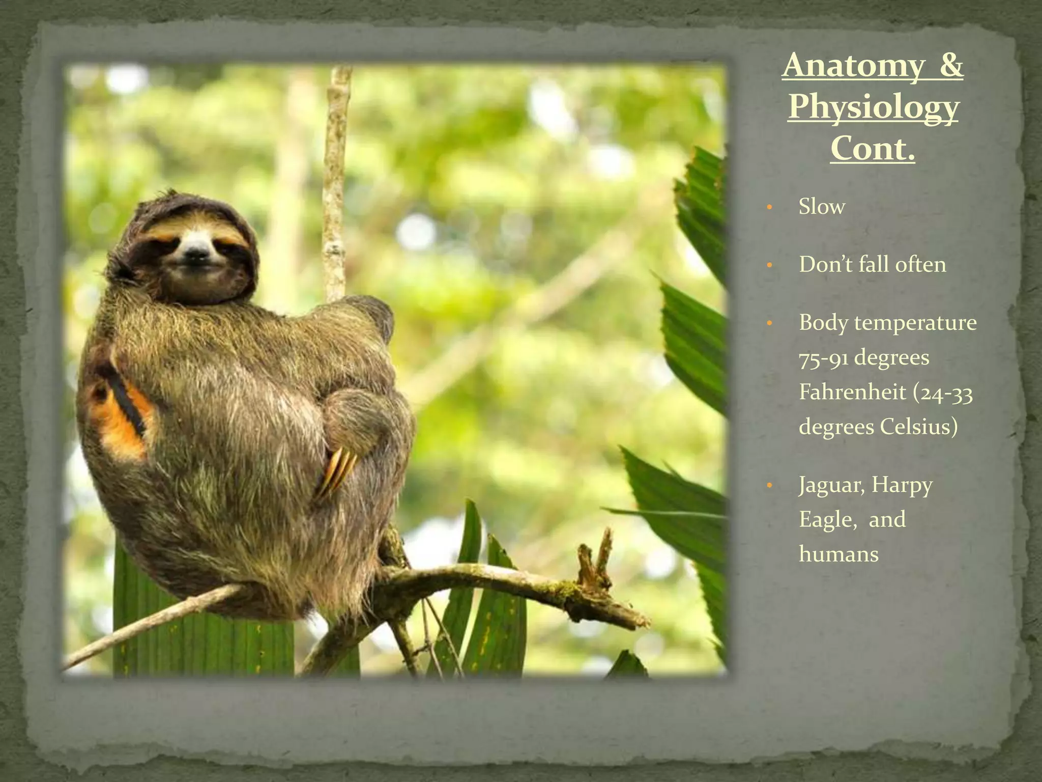 The Natural History of the Sloth | PPTX