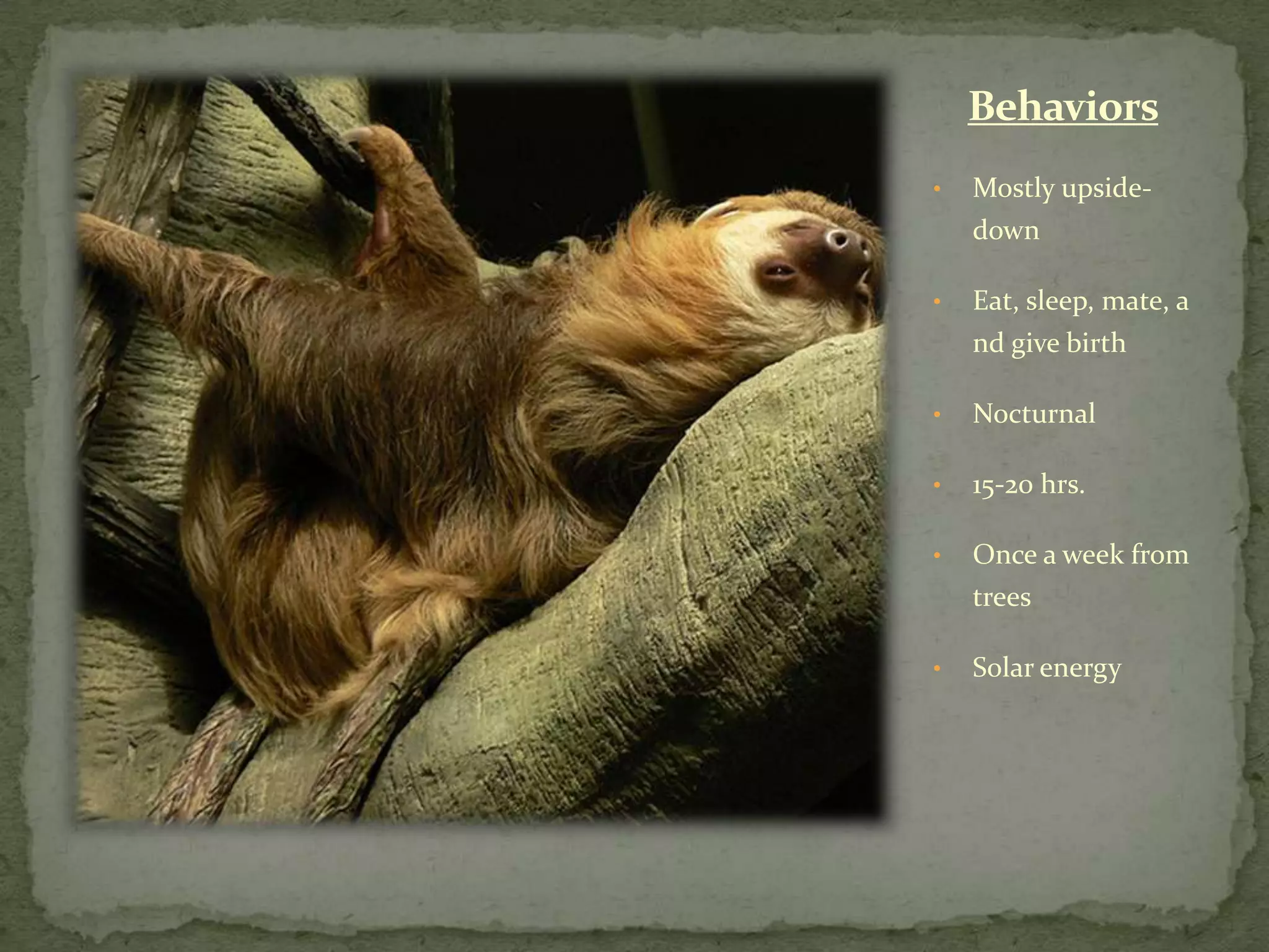 The Natural History of the Sloth | PPTX