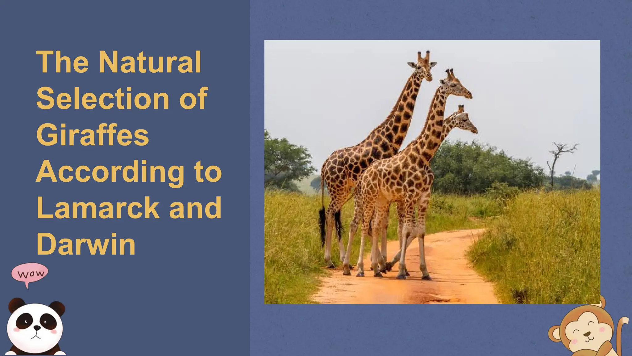 The Natural Selection of Giraffes By Darwin and Lamarck.pptx