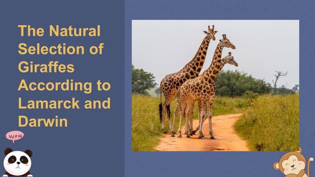 The Natural Selection of Giraffes By Darwin and Lamarck.pptx
