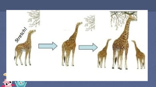 The Natural Selection of Giraffes By Darwin and Lamarck.pptx