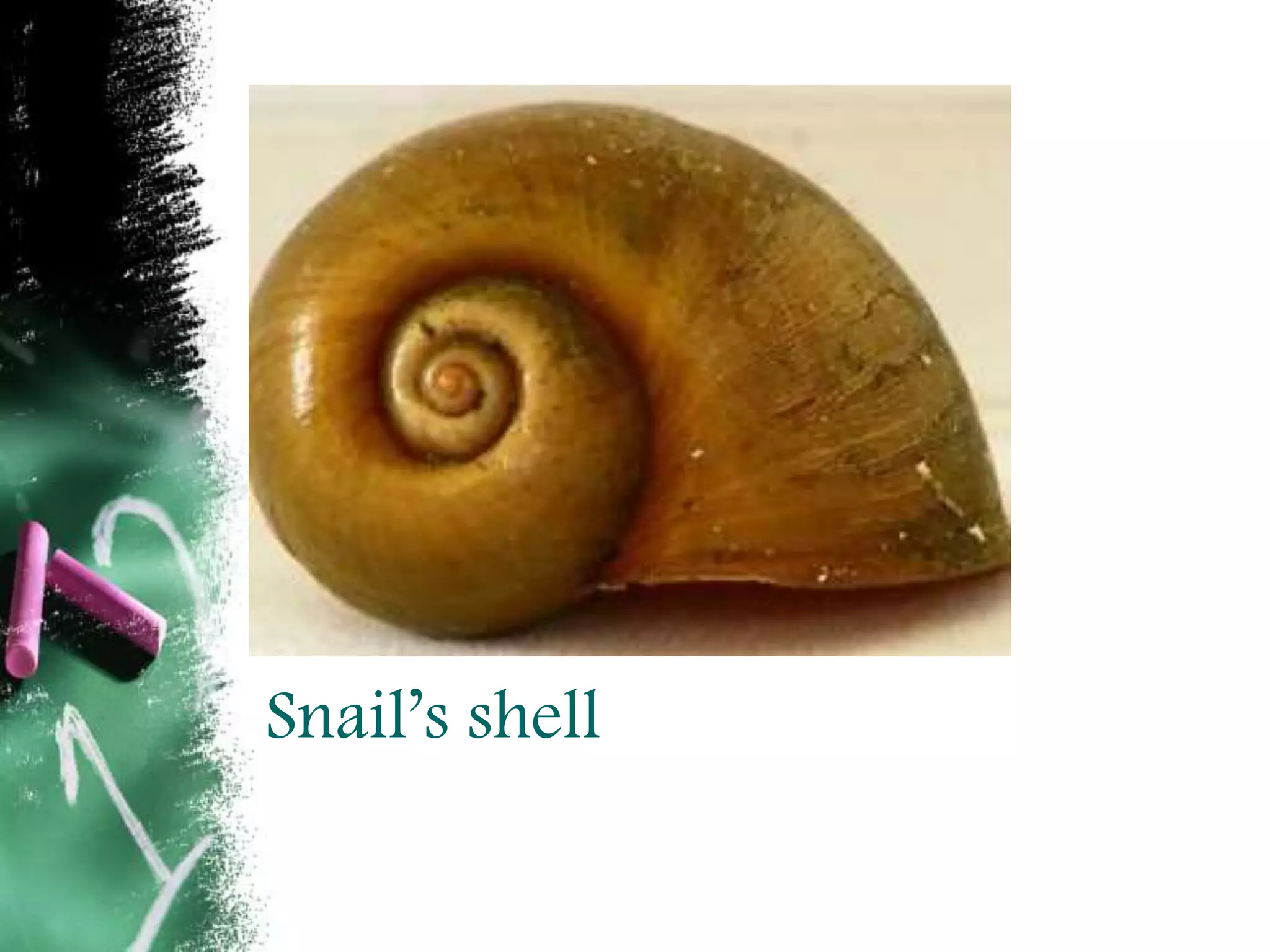 The Nature of Mathematics | PPTX