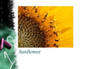 The Nature of Mathematics | PPTX