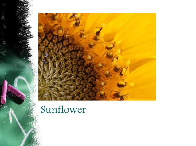 The Nature of Mathematics | PPTX | Geography | Science