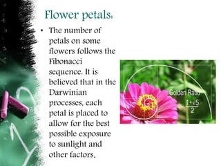 The Nature of Mathematics | PPTX