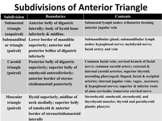 THE NECK anatomy, detailed notes on neck anatomy including osteology of ...
