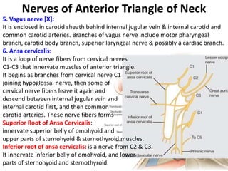 THE NECK anatomy, detailed notes on neck anatomy including osteology of ...